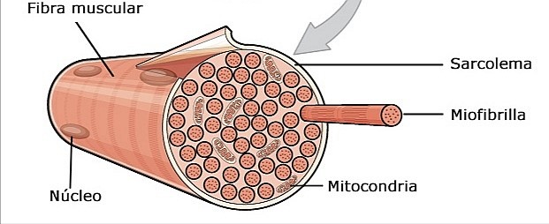 Qué hacer ante una rotura fibrilar | Manuel Cuenca